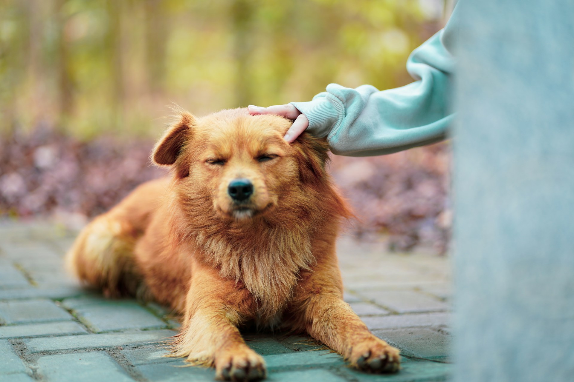 Medical Concern Drop-Off Form | Alexandria Veterinary Clinic - PetCare ...