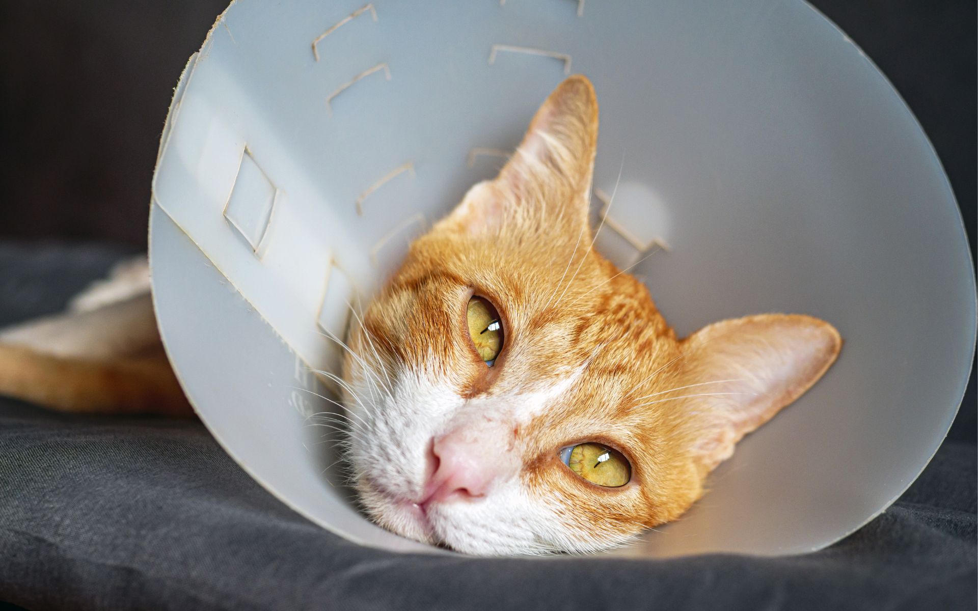 Veterinary Soft Tissue Surgery in Alexandria, MN | Alexandria ...